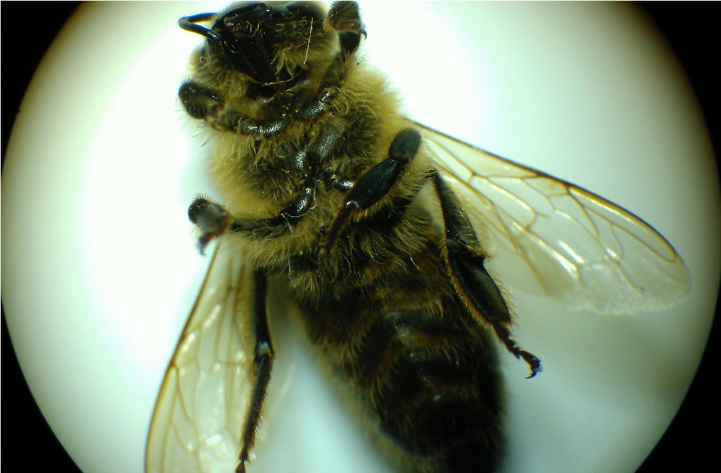 Bee Under Microscope